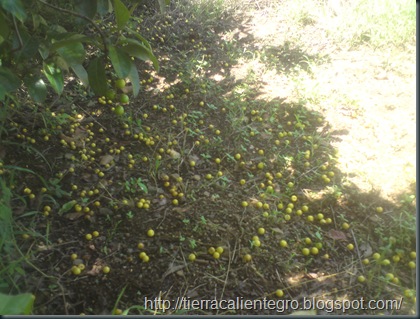 Producción de Nanche en Tierra Caliente | Pineda Guerrero